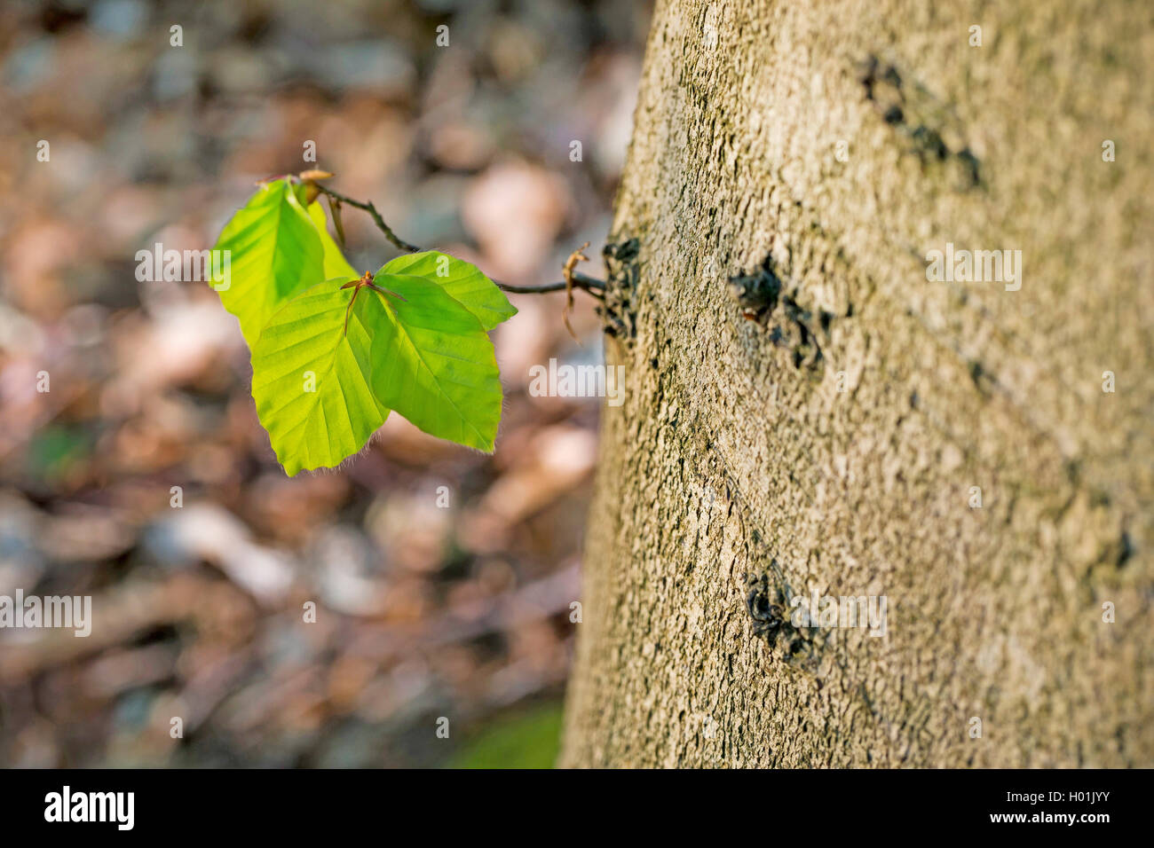 common beech (Fagus sylvatica), young leaves at a twig, Germany Stock ...