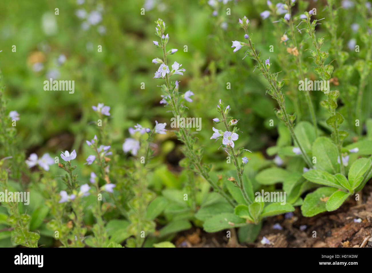 Common speedwell, Heath speedwell, Gypsy-weed (Veronica officinalis ...