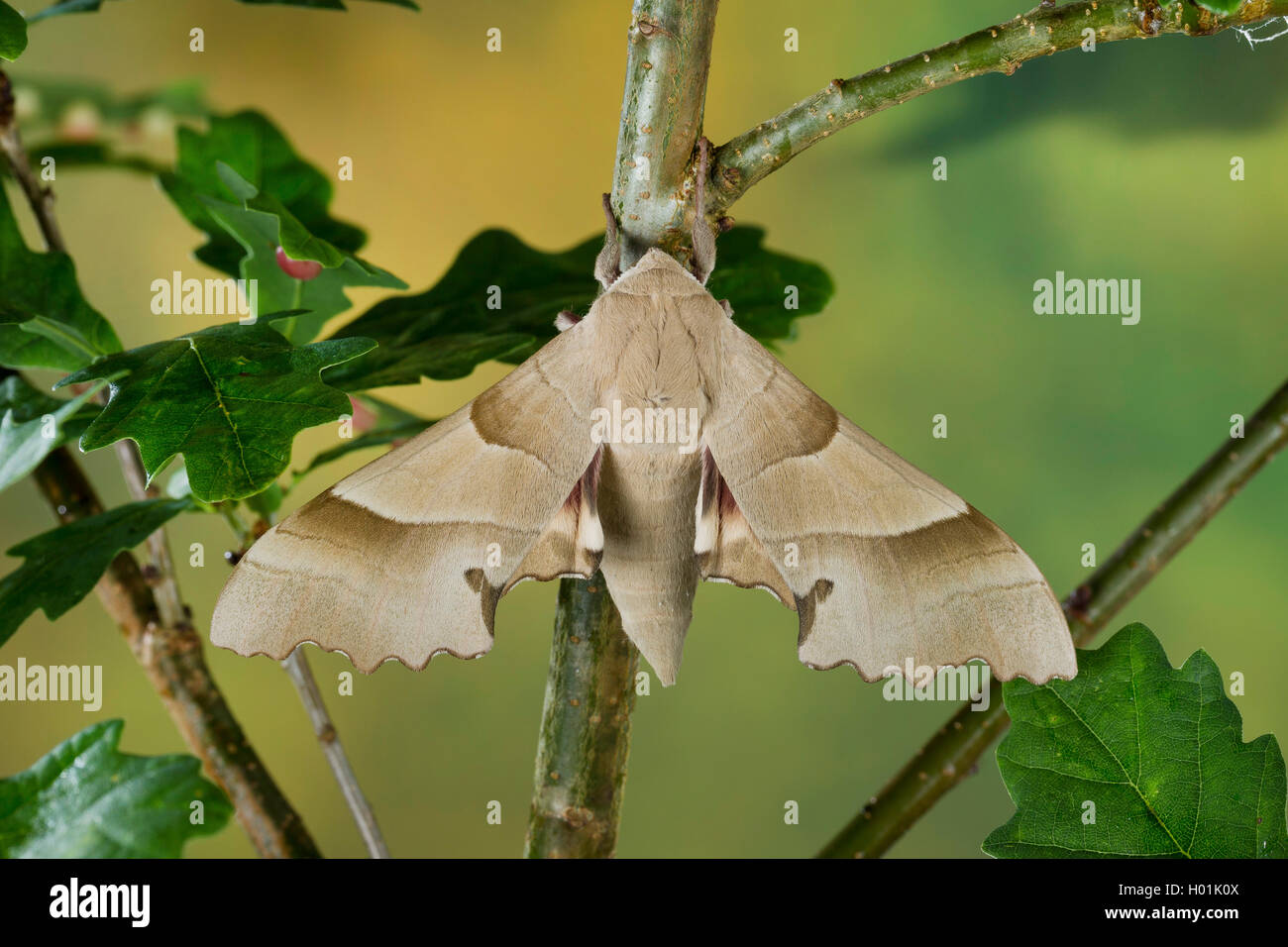 Marumba quercus hi-res stock photography and images - Alamy