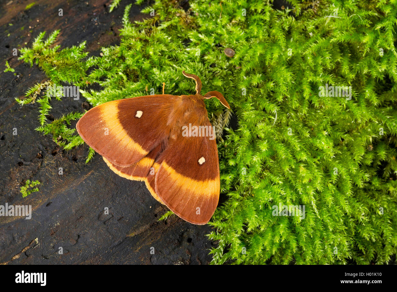 Oak eggar moths hi-res stock photography and images - Alamy