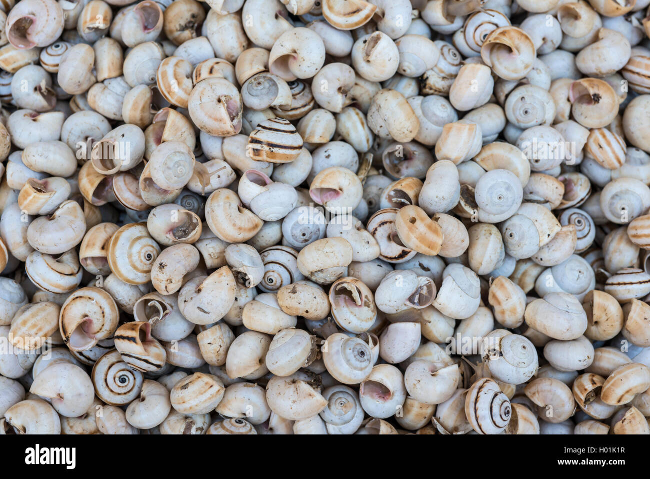 Snails for sale hi-res stock photography and images - Alamy