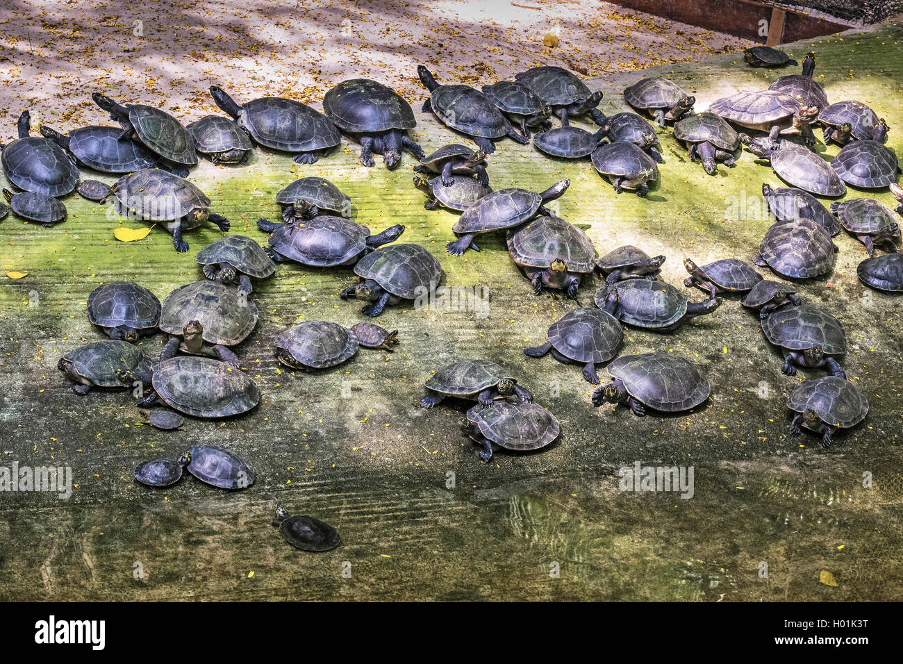 Turtles Emerging From The Water Belem Brazil Stock Photo - Alamy