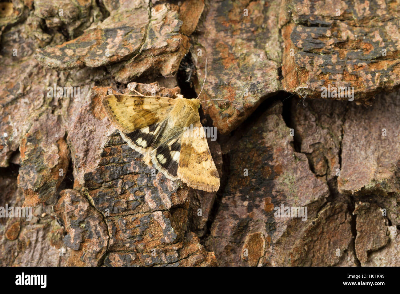 Heliothis dipsacea hi-res stock photography and images - Alamy
