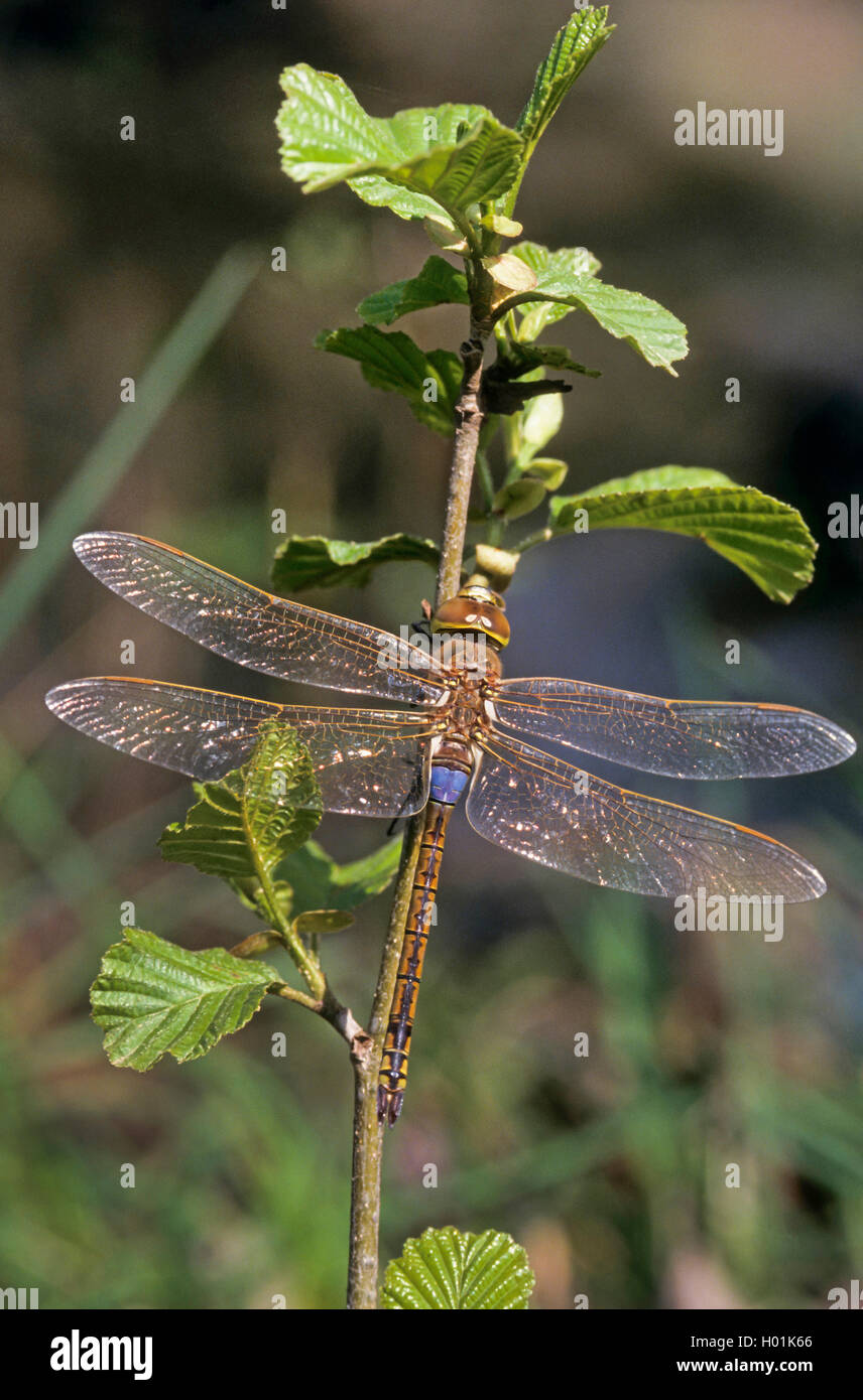Vagrant emperor dragonfly, Vagrant emperor (Anax ephippiger, Hemianax ...