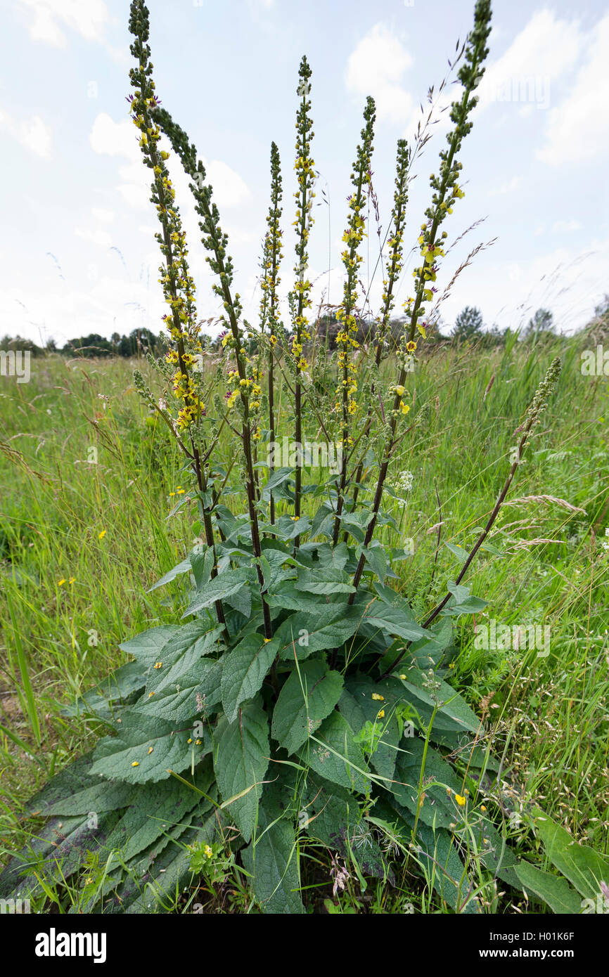 black mullein (Verbascum nigrum), blooming, Germany Stock Photo - Alamy