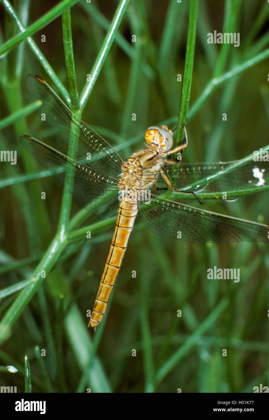meridional sympetrum, Southern European sympetrum (Sympetrum ...