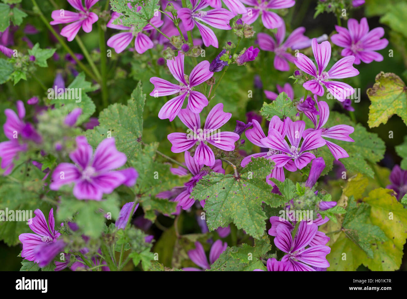 common mallow, blue mallow, high mallow, high cheeseweed (Malva ...