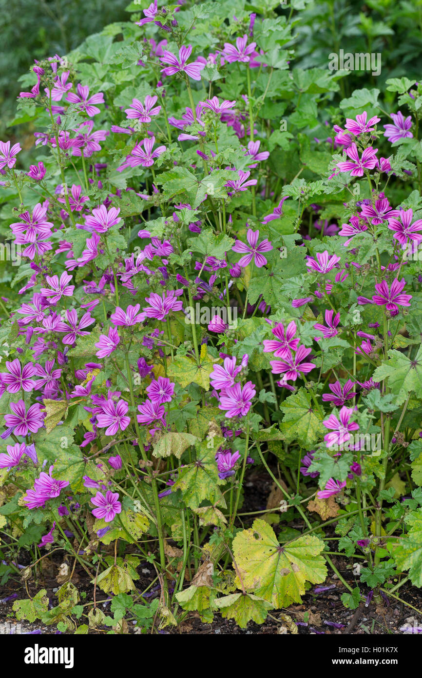 common mallow, blue mallow, high mallow, high cheeseweed (Malva ...