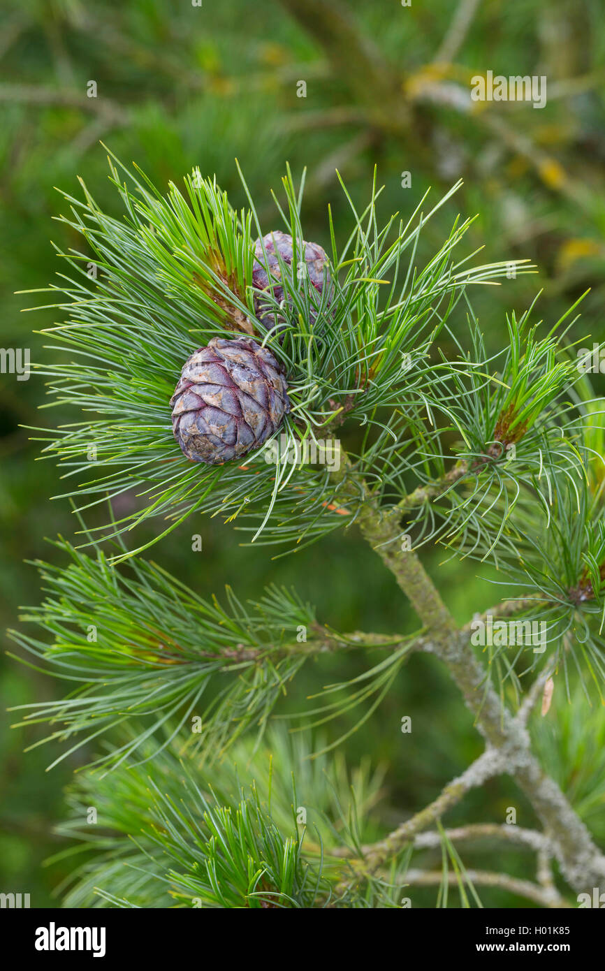 Swiss stone pine, arolla pine (Pinus cembra), branch with cones ...