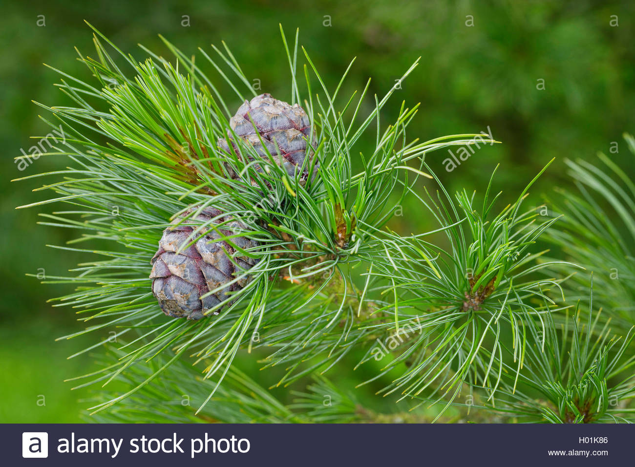 Nadelgehoelze Stock Photos & Nadelgehoelze Stock Images - Alamy