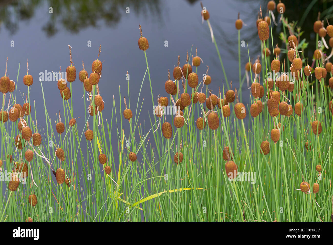 Dwarf Bulrush Typha Minima Stock Photos & Dwarf Bulrush Typha Minima ...