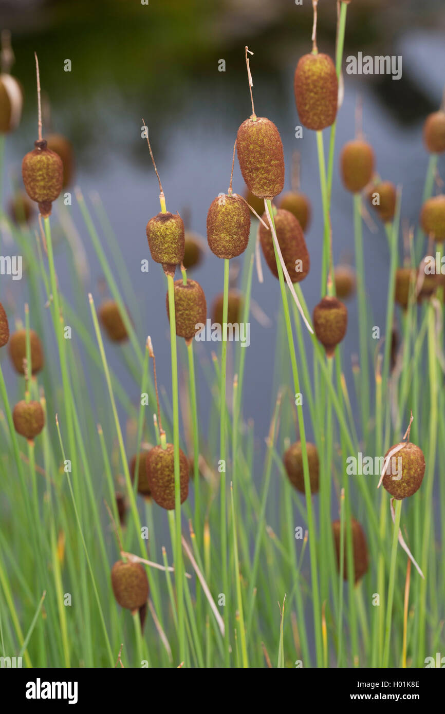Dwarf Bulrush, Miniature Cattail, Least Bulrush (Typha minima ...