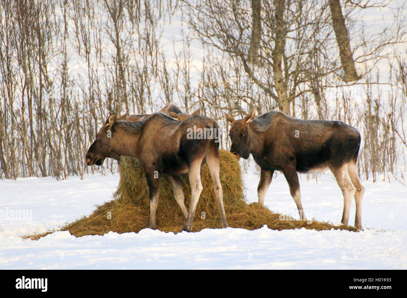 elk, European moose (Alces alces alces), three elks at feeding place ...
