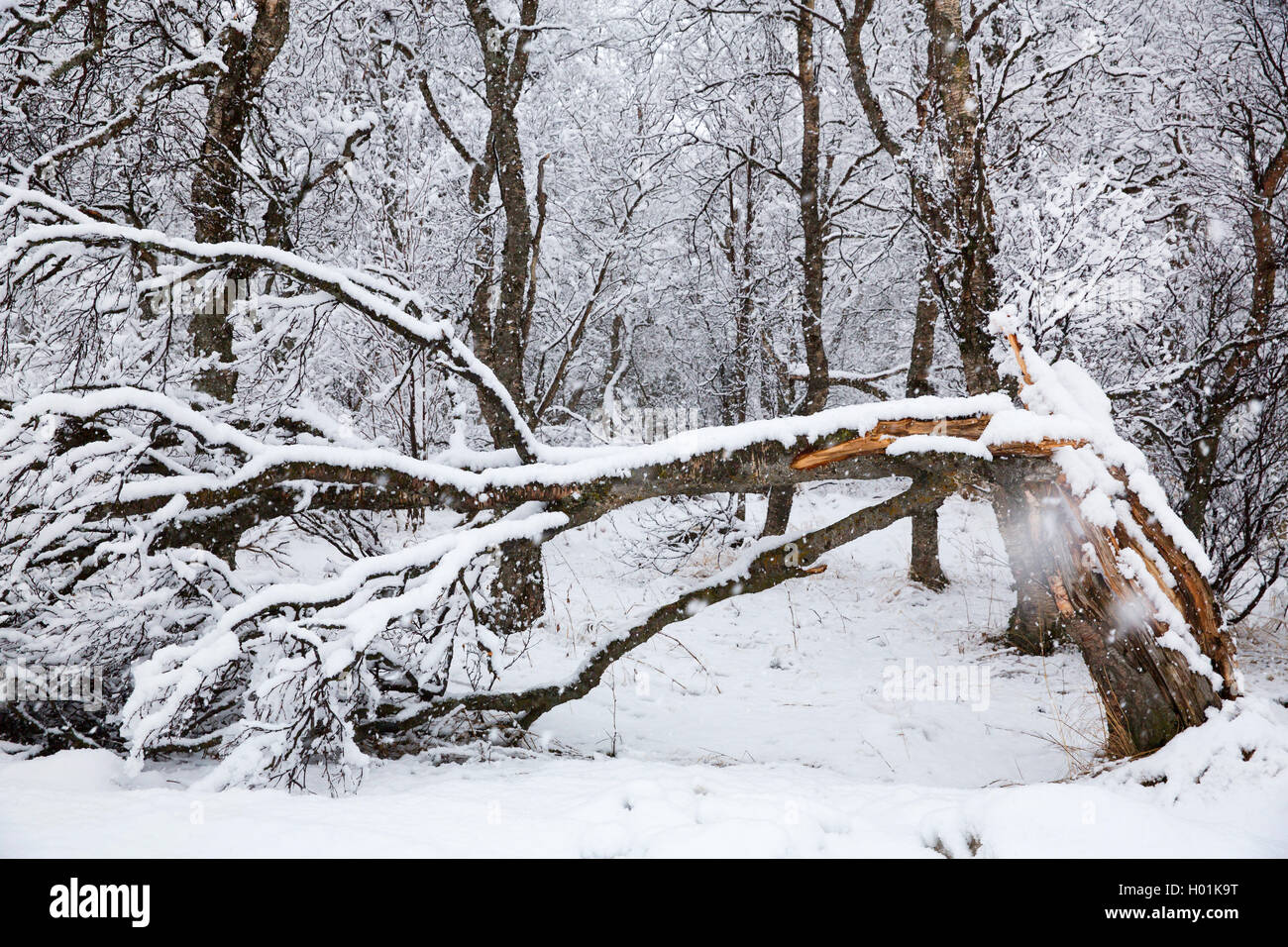 Tree snow damage hi-res stock photography and images - Alamy