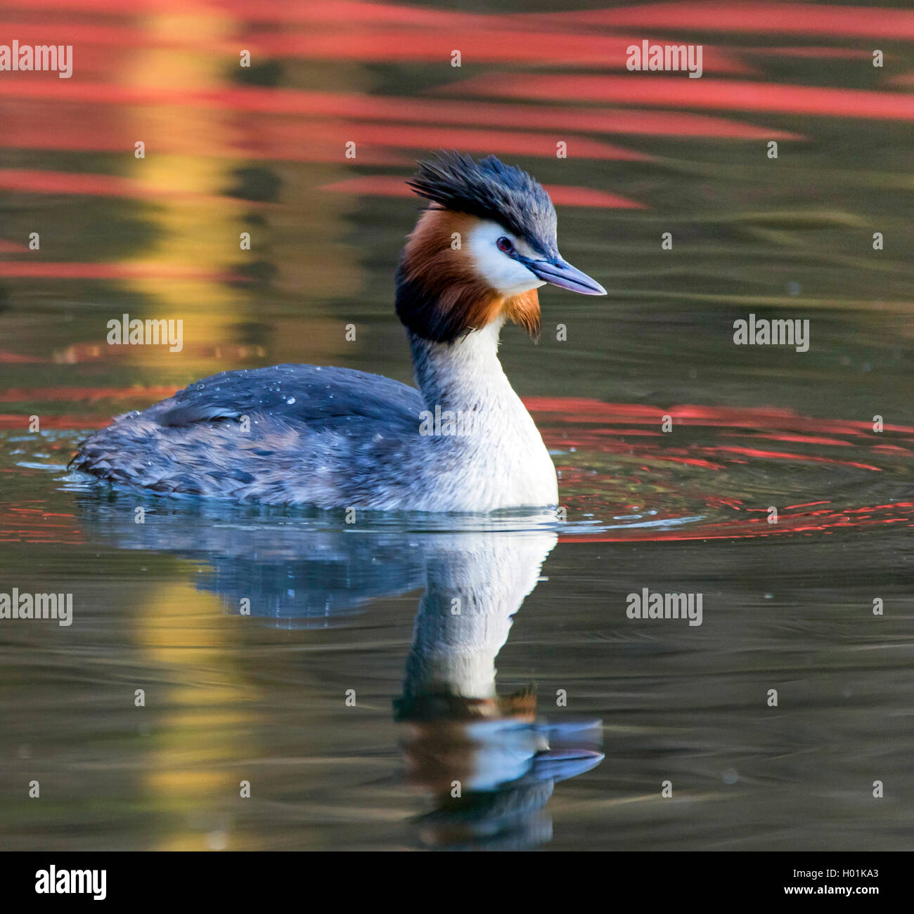 great crested grebe (Podiceps cristatus), swimming, Germany Stock Photo ...
