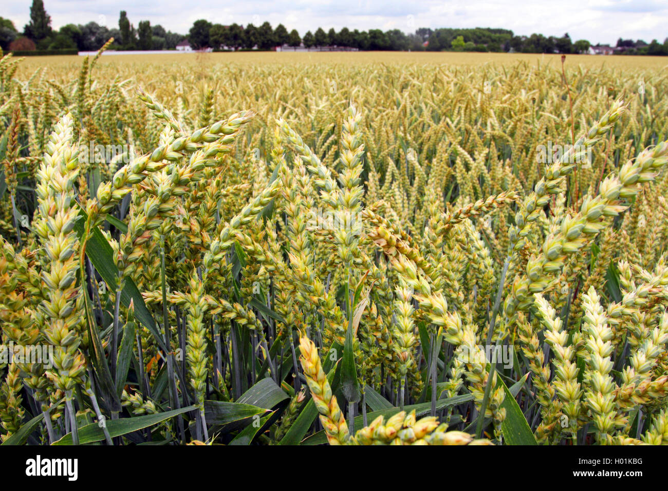 Saat-Weizen, Saatweizen, Weich-Weizen, Weichweizen, Weizen (Triticum ...