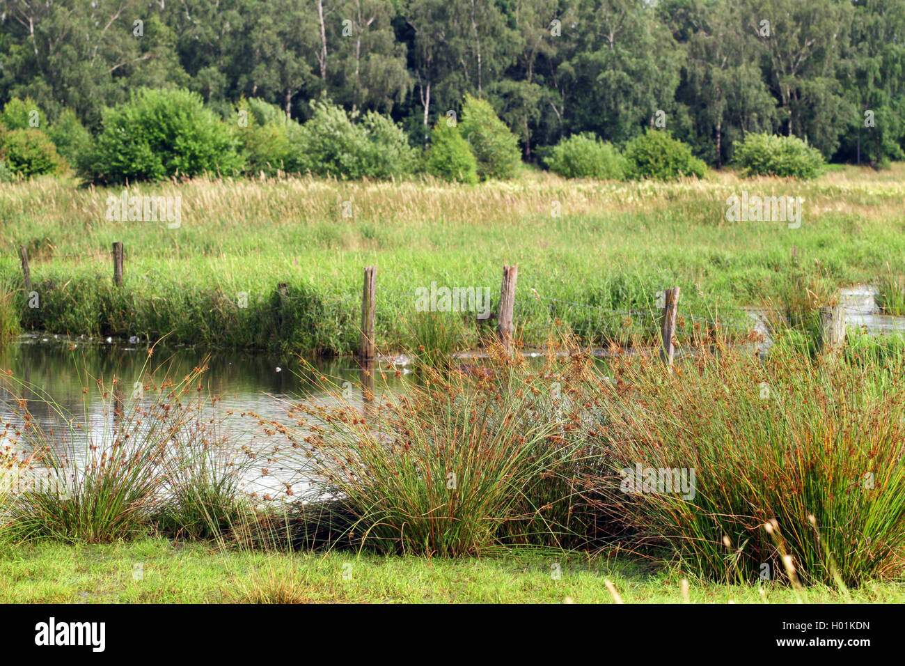 wetland in western Muensterland, Germany, North Rhine-Westphalia ...
