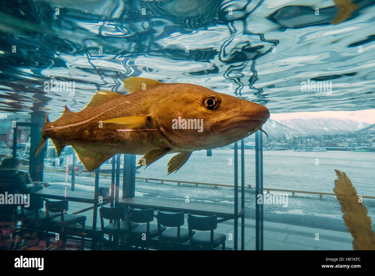 cod, Atlantic cod, codling (Gadus morhua), in an aquarium, side view ...