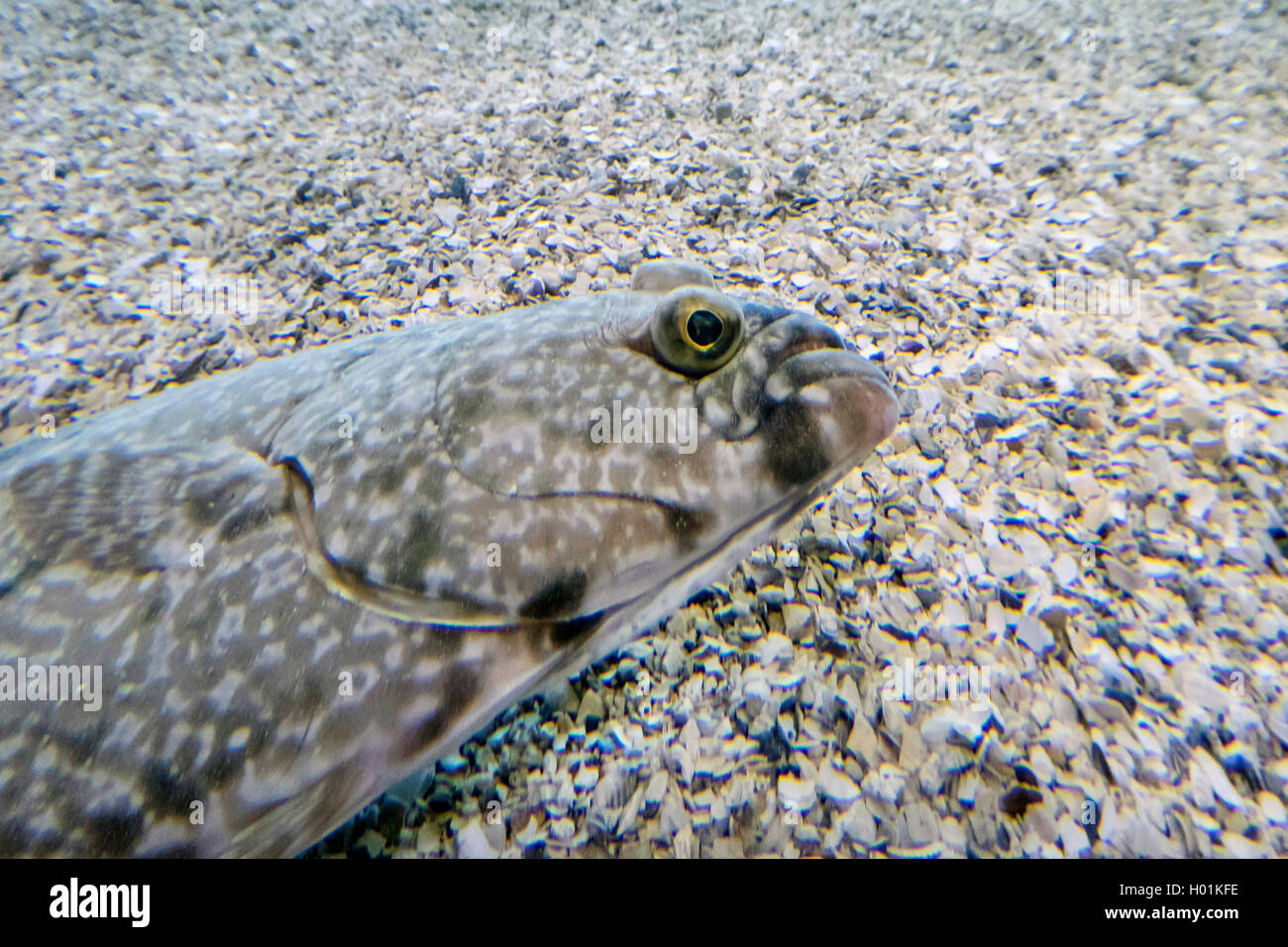 Flunder, Gemeine Flunder (Sandbutt) (Platichthys flesus), schwimmend ...