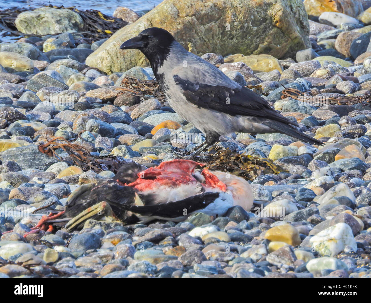 Dead crow hi-res stock photography and images - Alamy