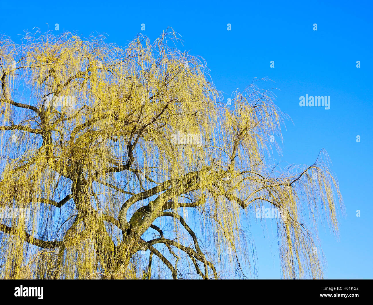 Young weeping willow tree hi-res stock photography and images - Alamy