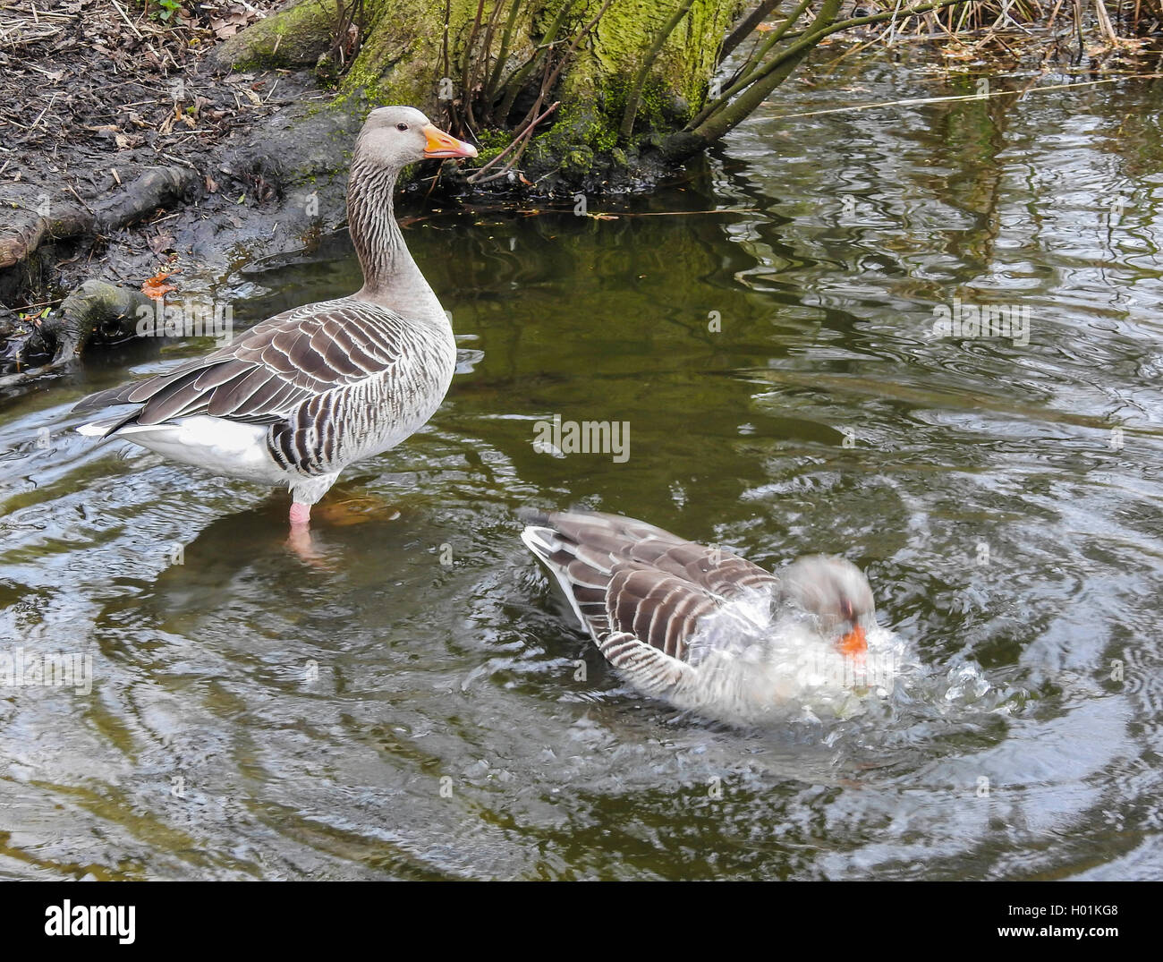 greylag goose (Anser anser), bathing greylag goose couple, Germany ...