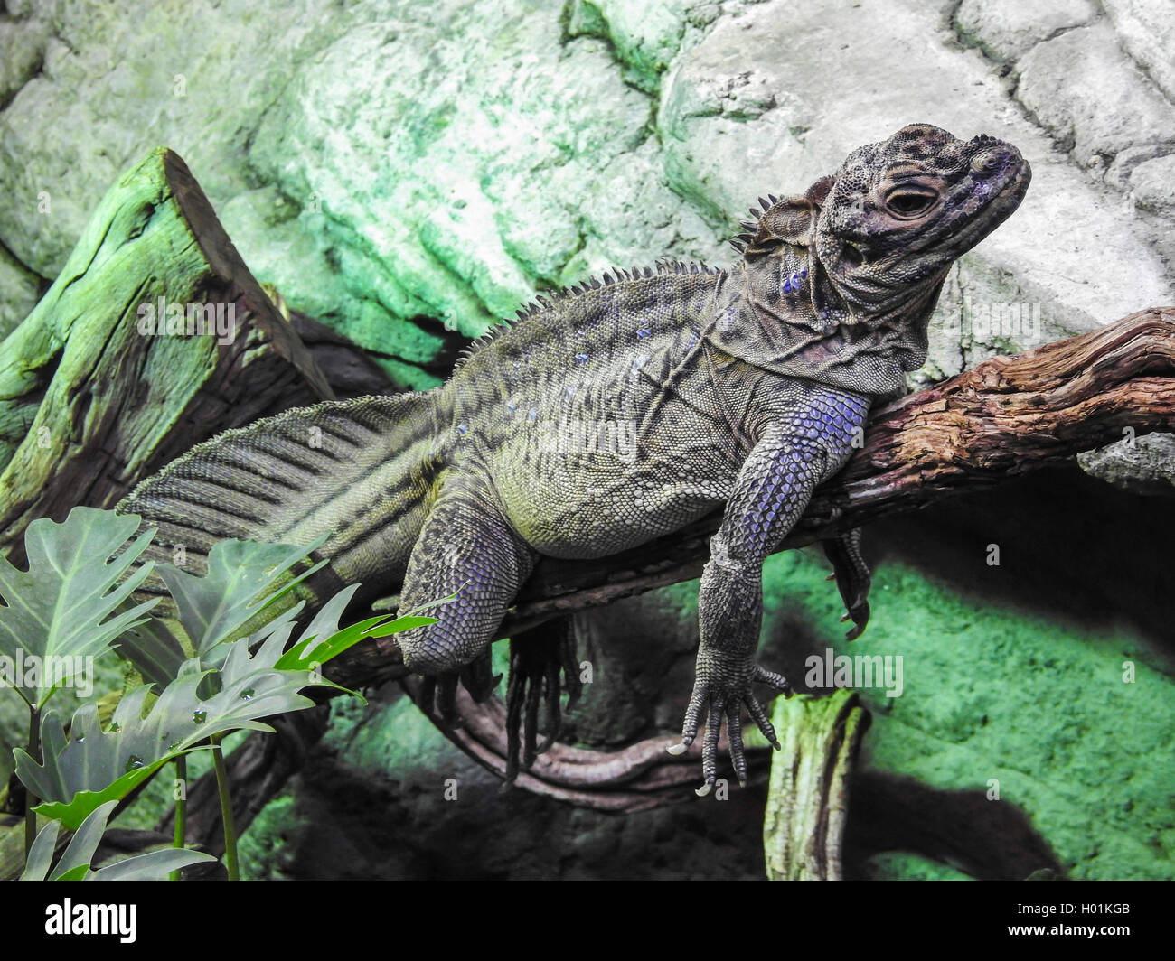 Philippine sail-fin lizard (Hydrosaurus pustulatus), lying on a branch ...