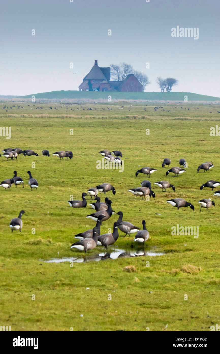 Geese about the hallig hooge hi-res stock photography and images - Alamy