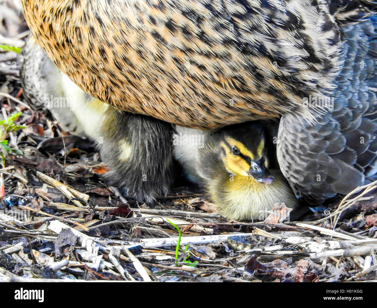 mallard (Anas platyrhynchos), female gathering her duck chicks under ...