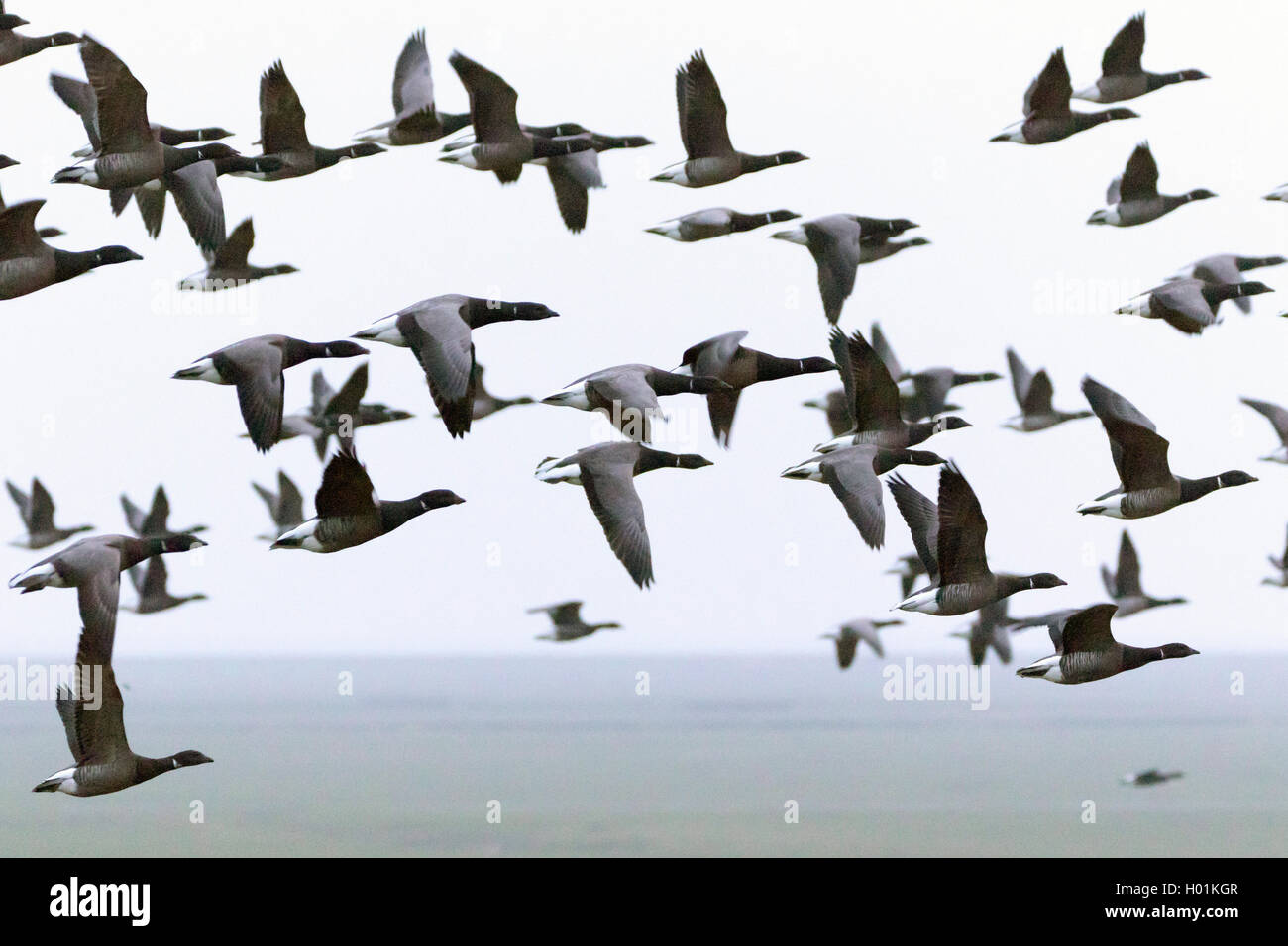 brent goose (Branta bernicla), flying flock, side view, Germany ...