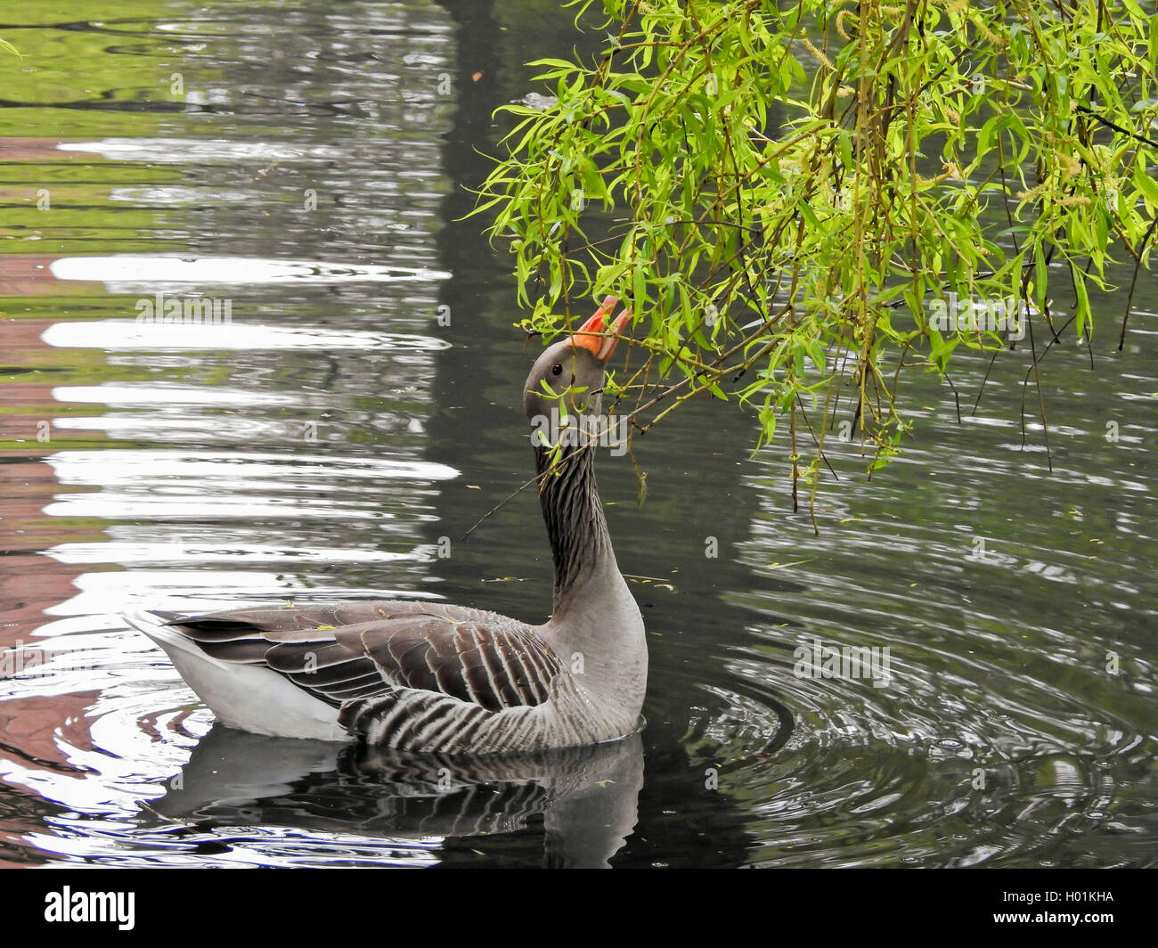 Tree goose hi-res stock photography and images - Alamy
