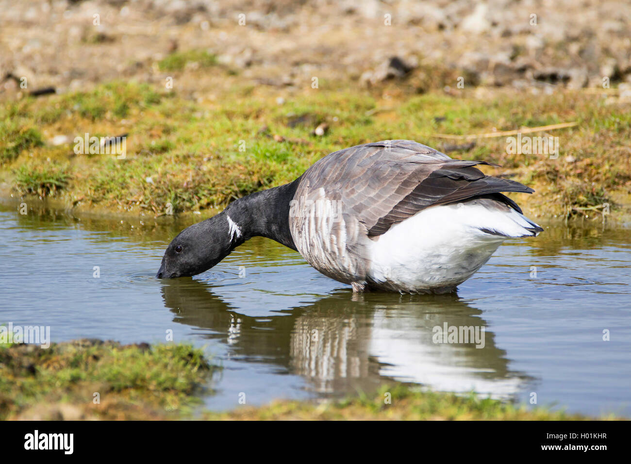 Standing in water puddle hi-res stock photography and images - Alamy