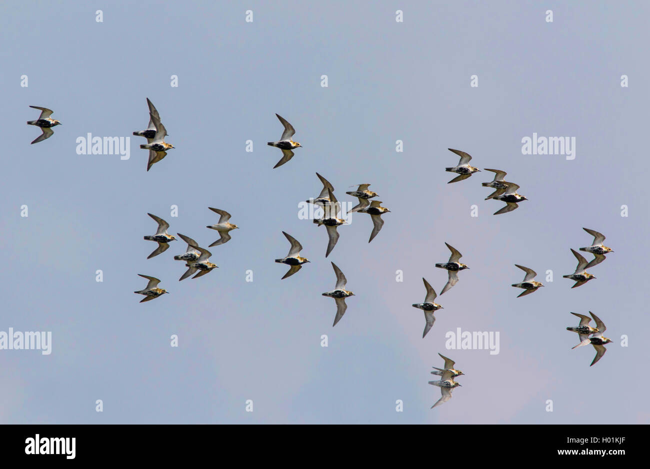Vogelschwarm goldregenpfeifer hi-res stock photography and images - Alamy