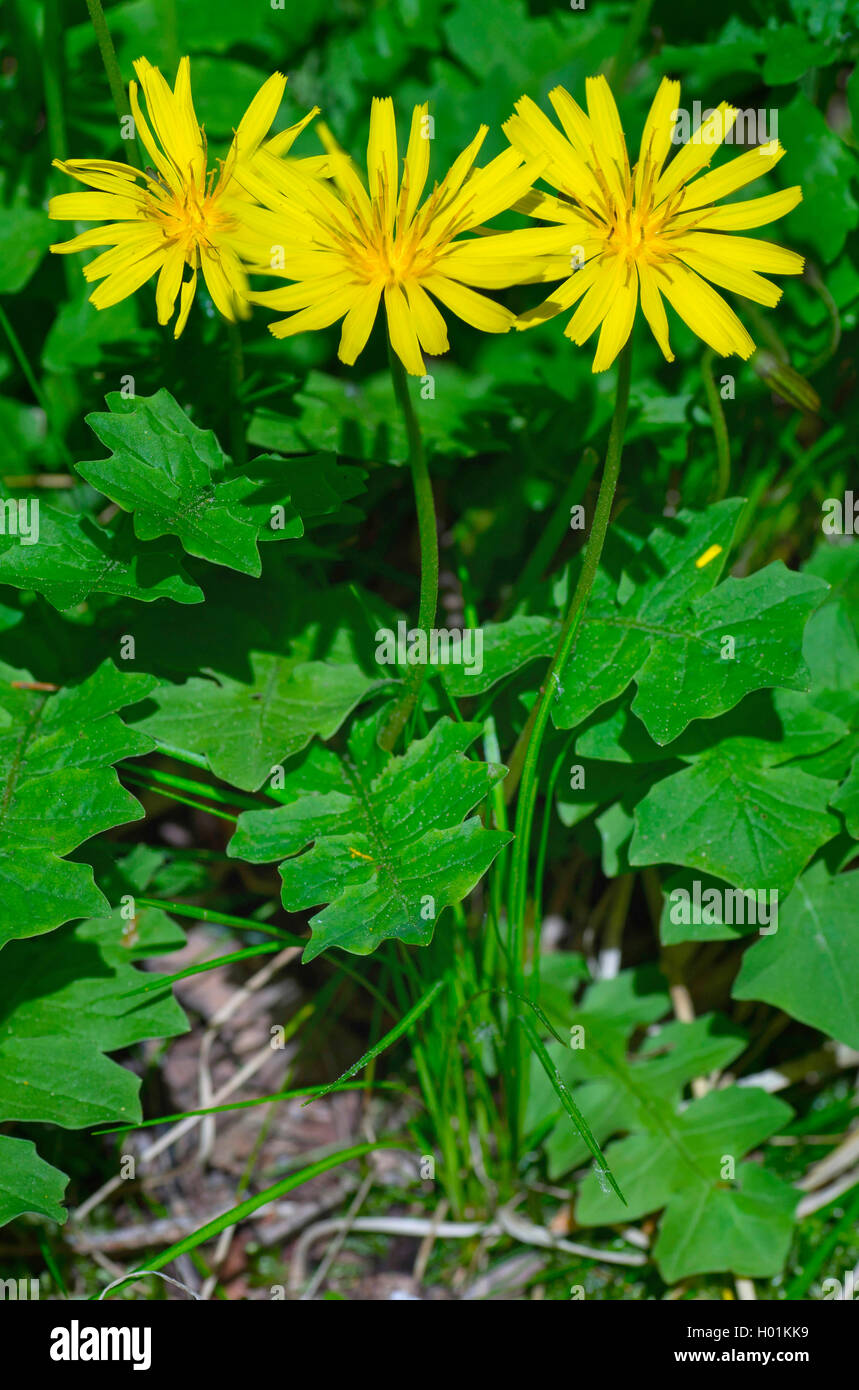 cat's ear, spotted cat's ear, gosmore, hairy cat's ear, spotted cat's ...