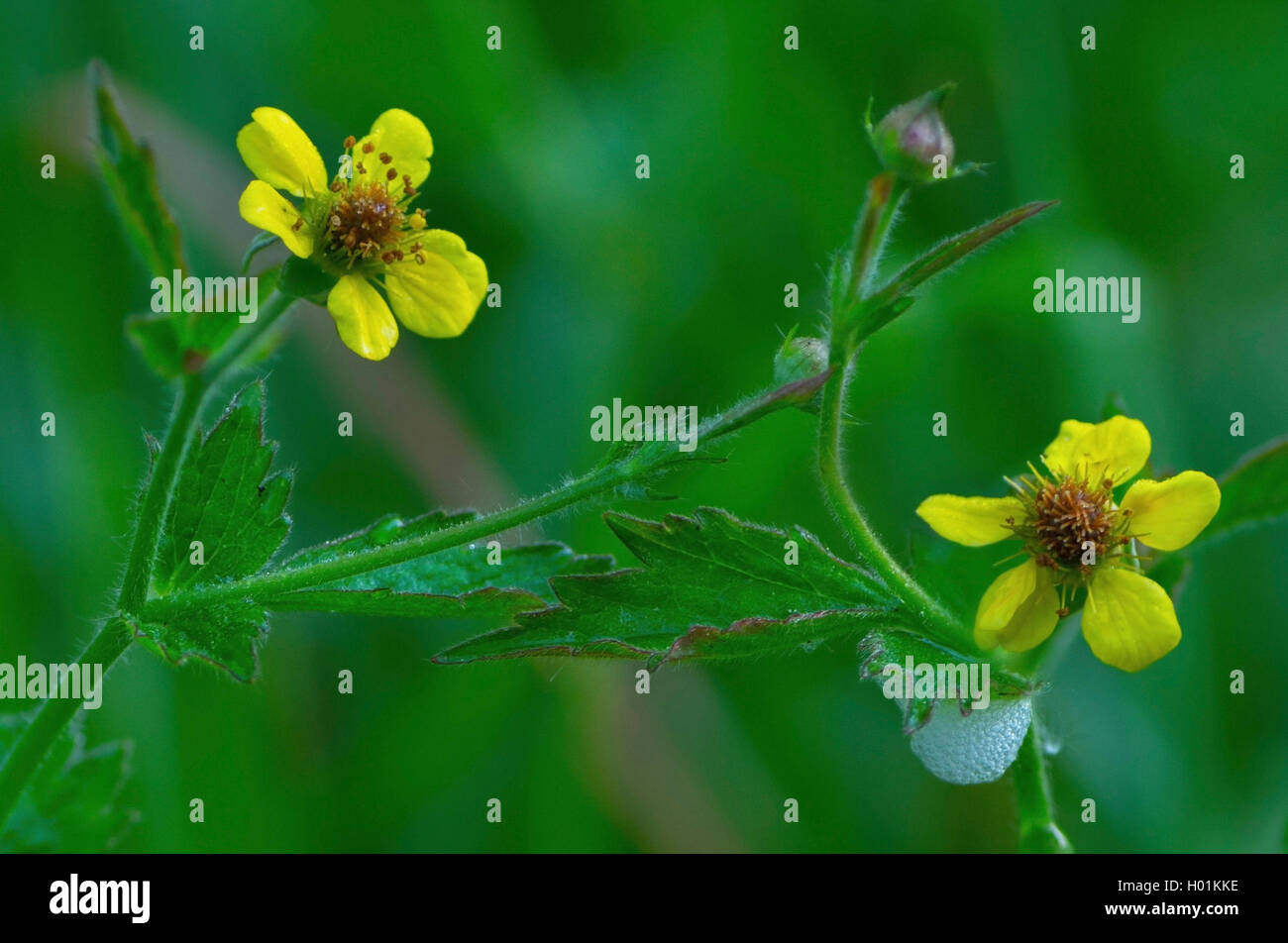 German clover hi-res stock photography and images - Alamy