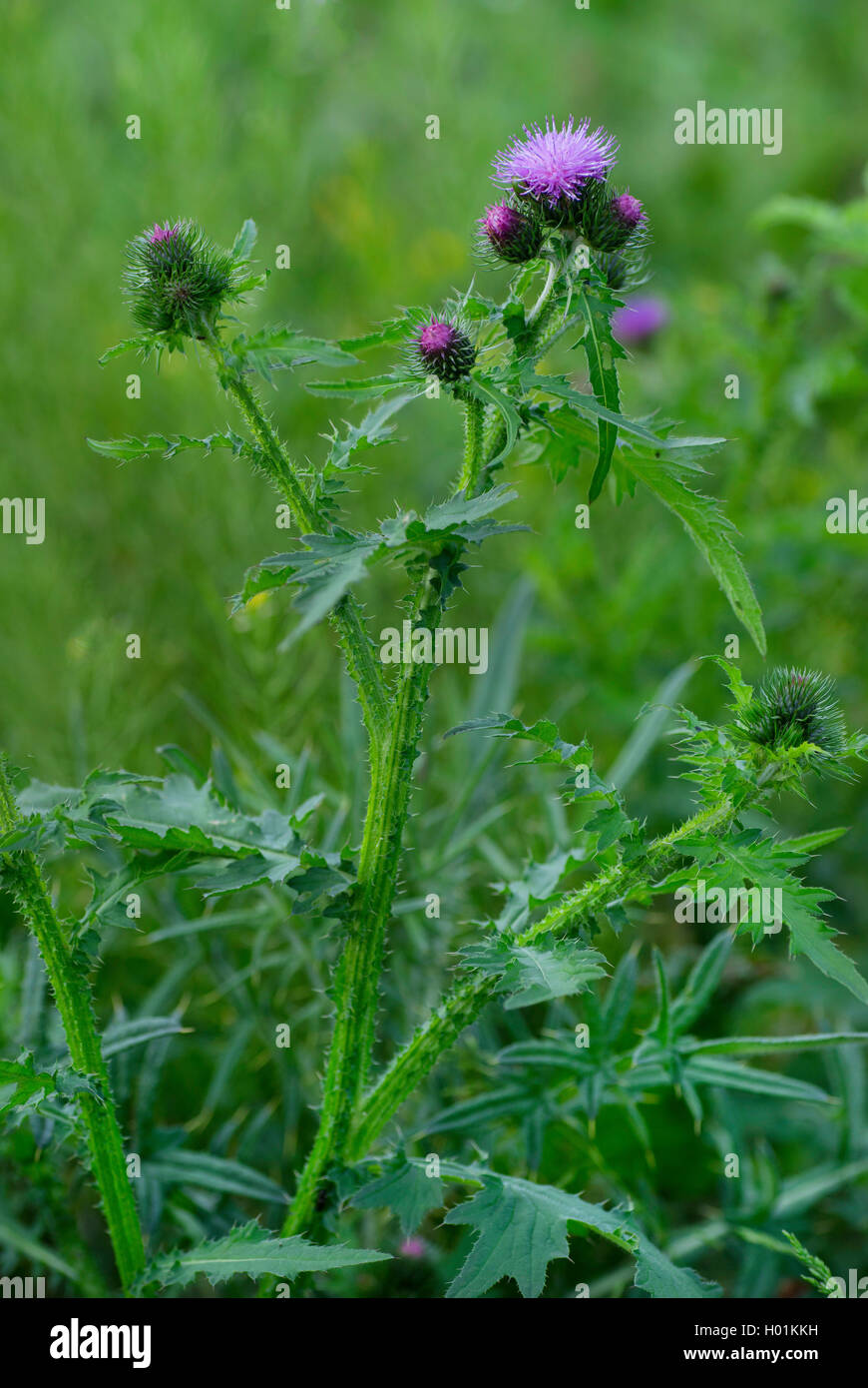 curled thistle, welted thistle, curled plumless-thistle (Carduus ...