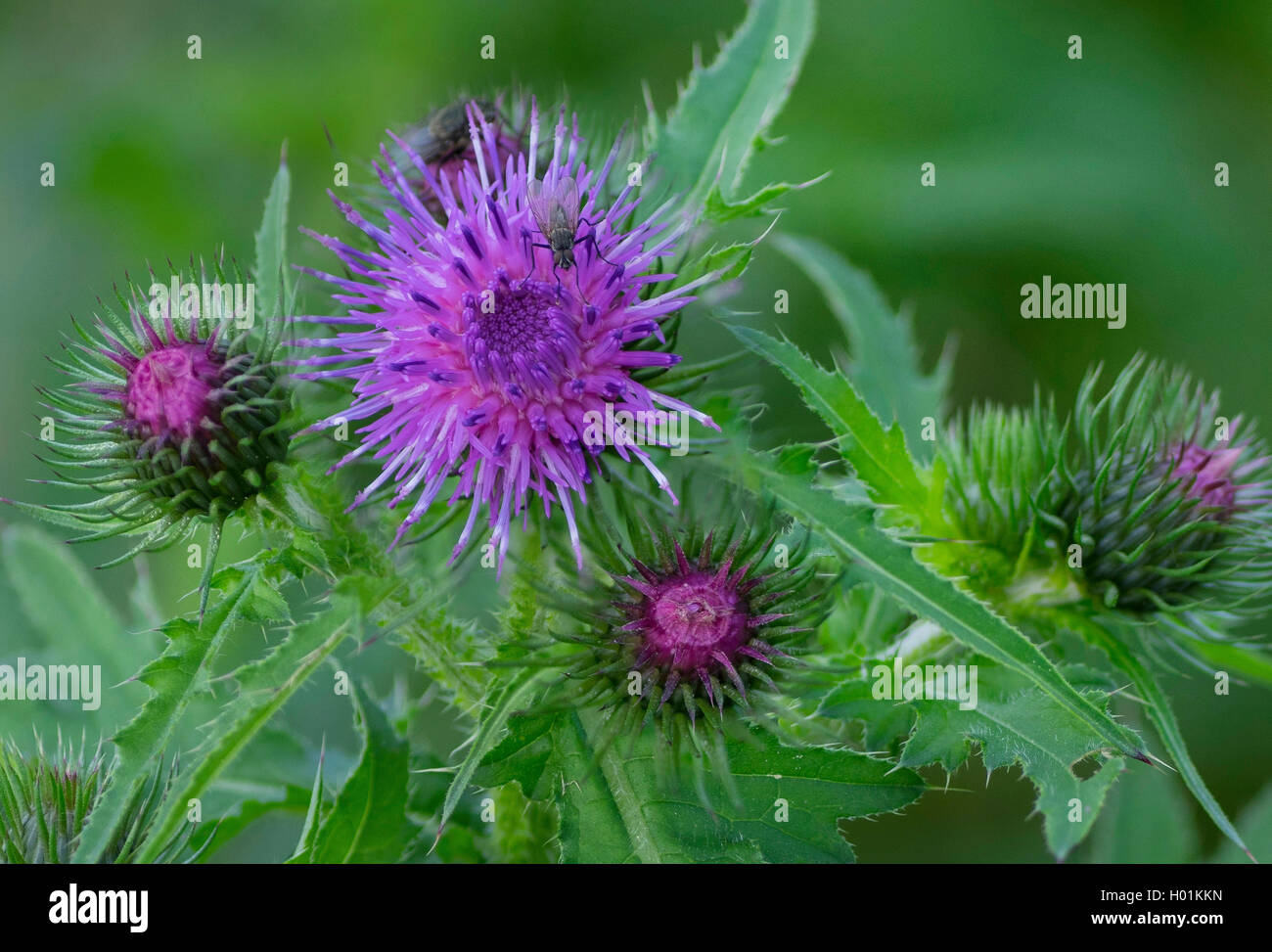 curled thistle, welted thistle, curled plumless-thistle (Carduus ...