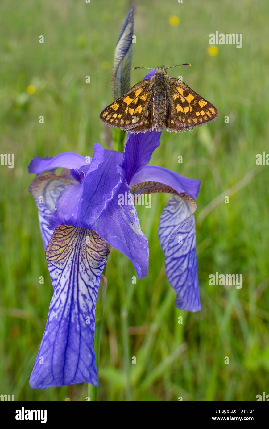 Chequered Skipper, Arctic Skipper (Carterocephalus palaemon, Pamphila ...