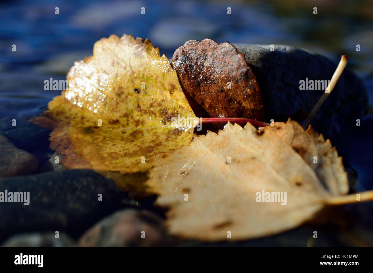 beautiful autumn leaves in cold river water Stock Photo - Alamy