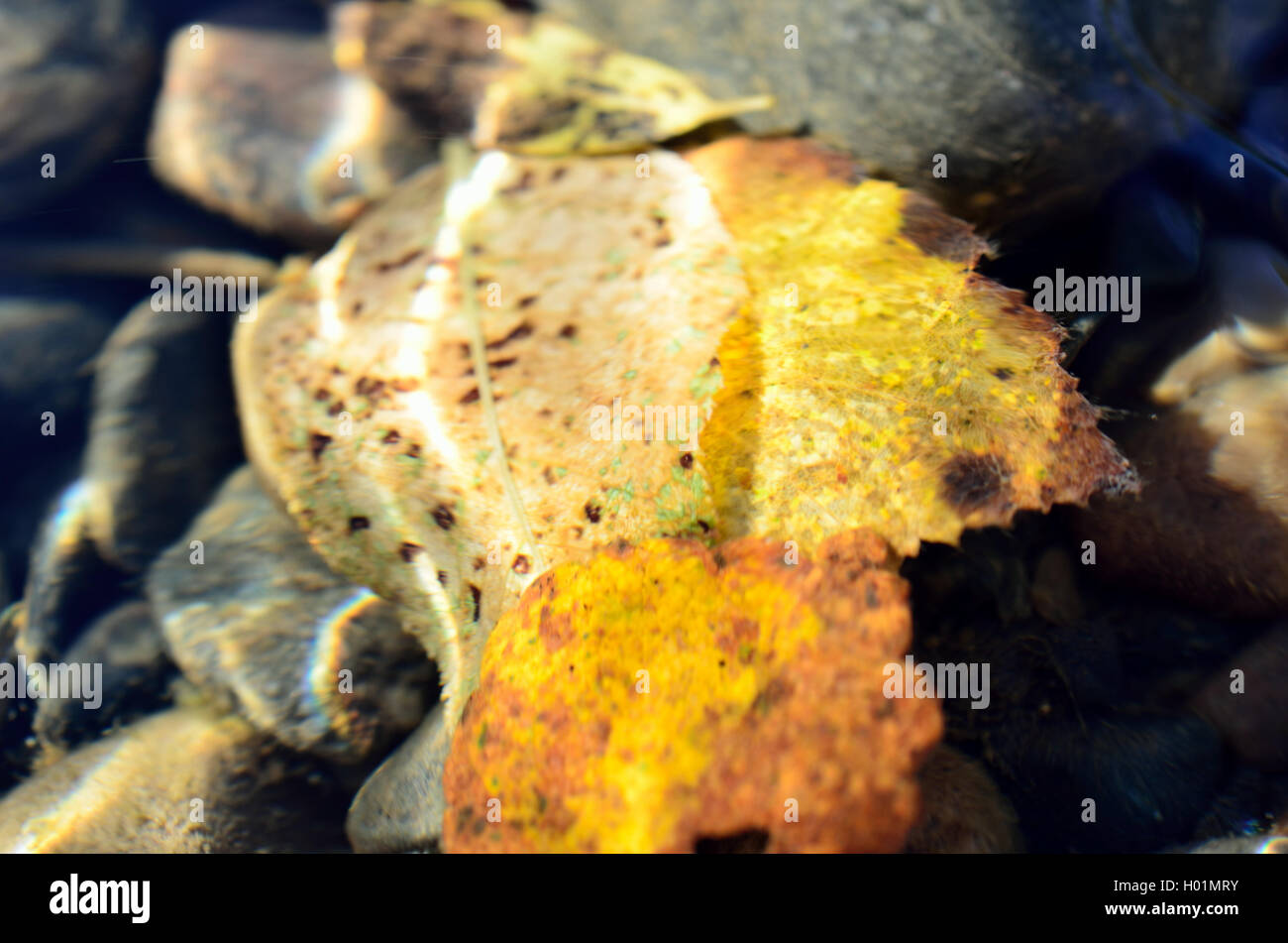 beautiful autumn leaves in cold river water Stock Photo - Alamy