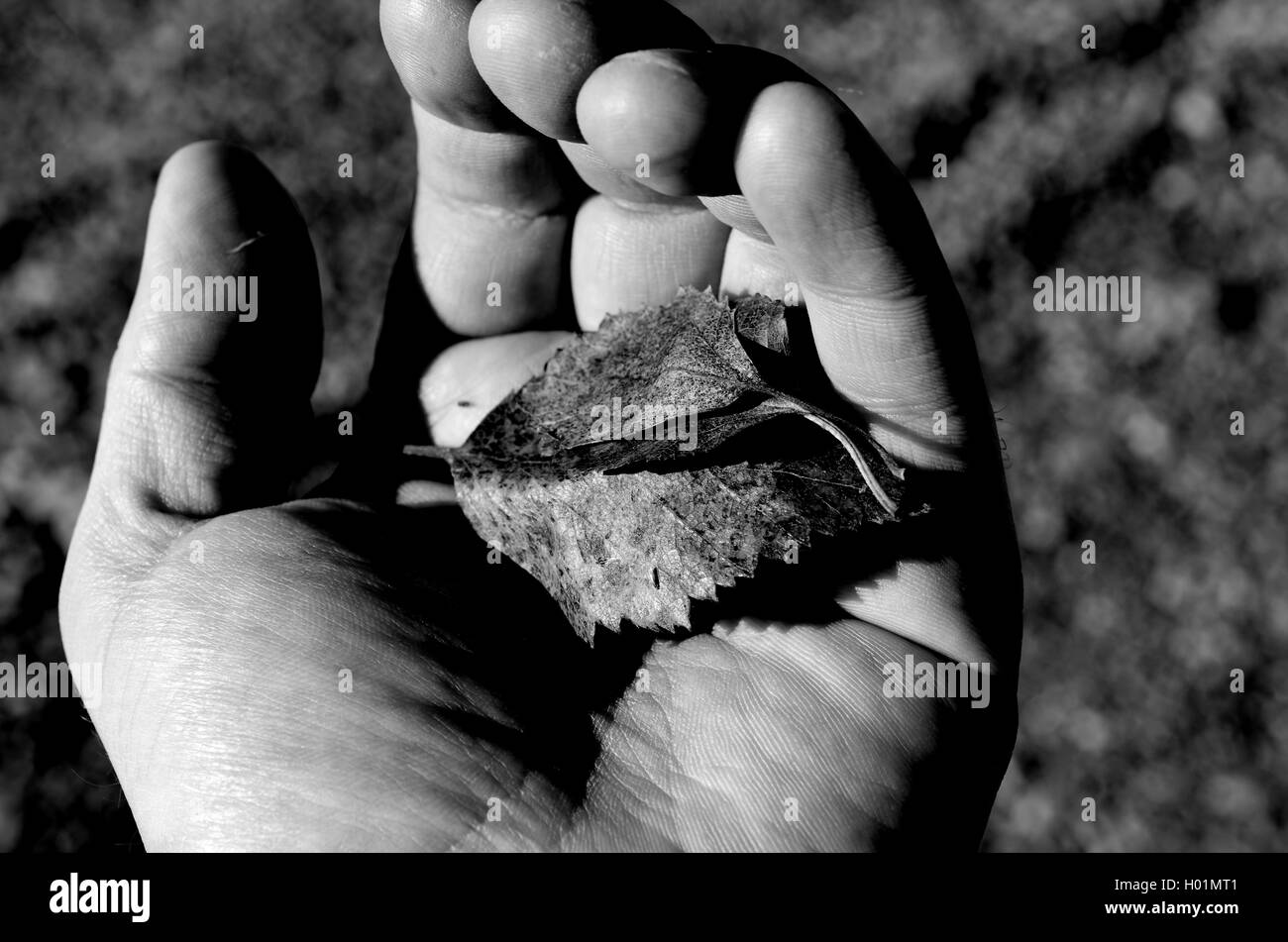 human hand holding a small dying autumn leaf in palm human hand holding ...