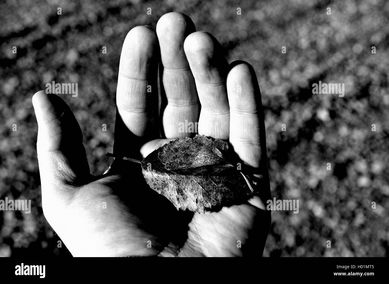 human hand holding a small dying autumn leaf in palm human hand holding ...