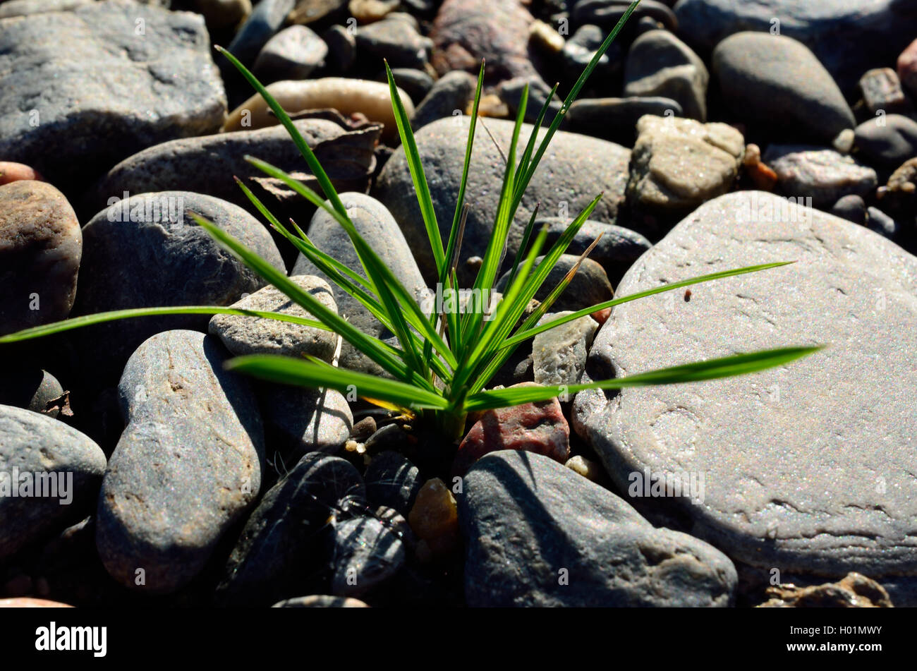 Green grass patch hi-res stock photography and images - Alamy