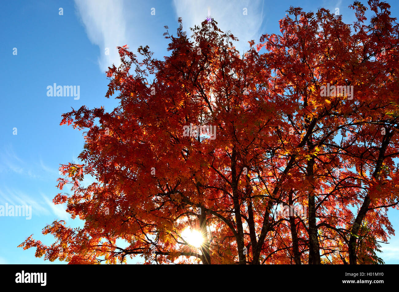 autumn sunshine through colorful rowan tree Stock Photo - Alamy