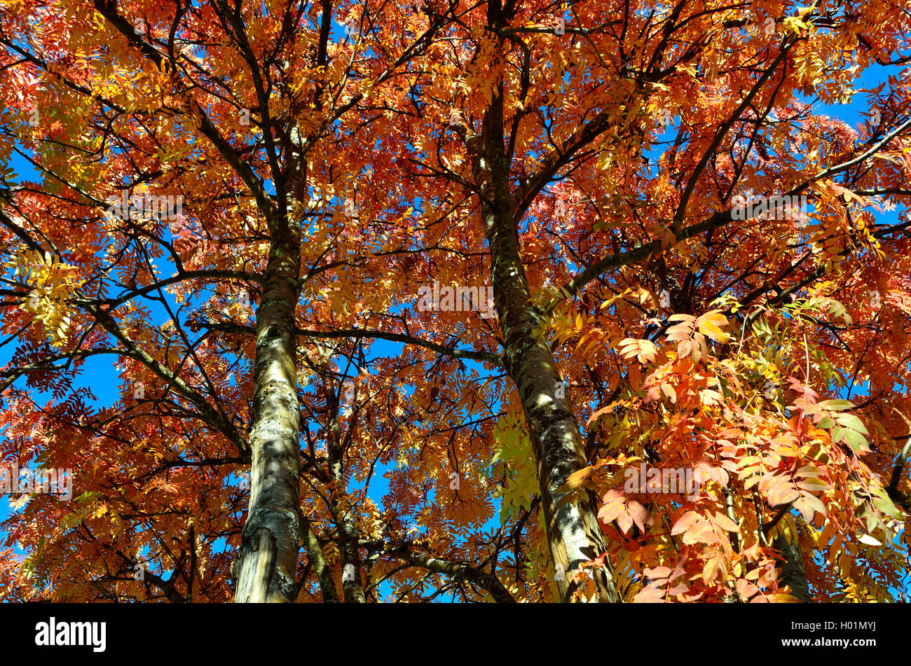 strong vibrant colors on rowan tree in late autumn Stock Photo - Alamy