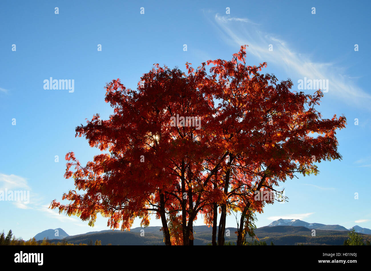 vibrant strong colors on rowan tree in autumn Stock Photo - Alamy