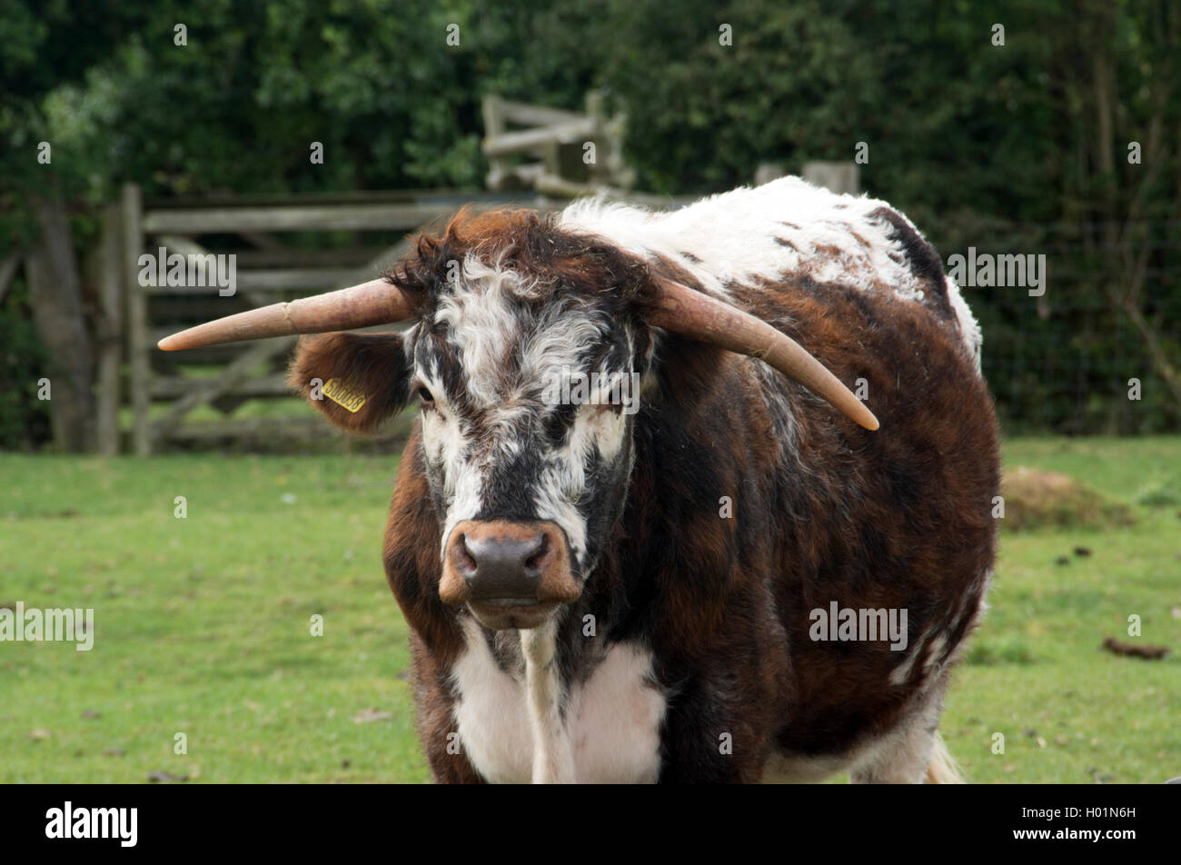 WARWICKSHIRE: WILMCOTE: SHAKESPEARE BIRTHPLACE TRUST; MARY ARDEN'S ...