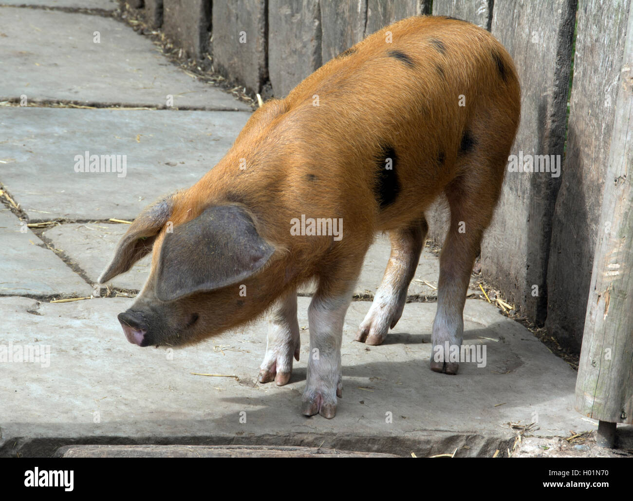 Rare pig breeds hi-res stock photography and images - Alamy