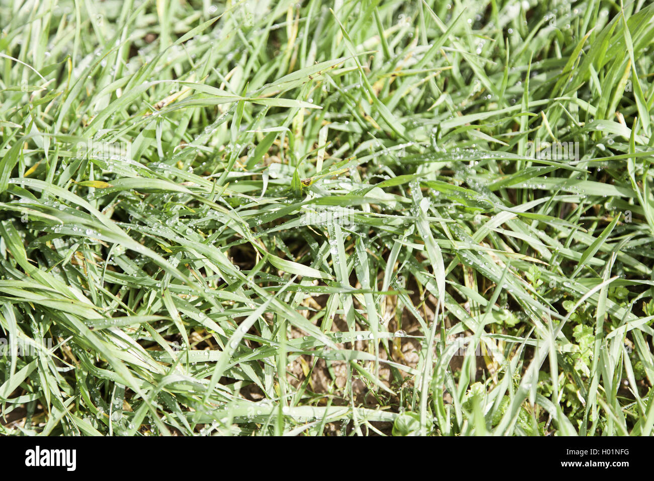 Wet grass, detail of plants wet with rain Stock Photo - Alamy