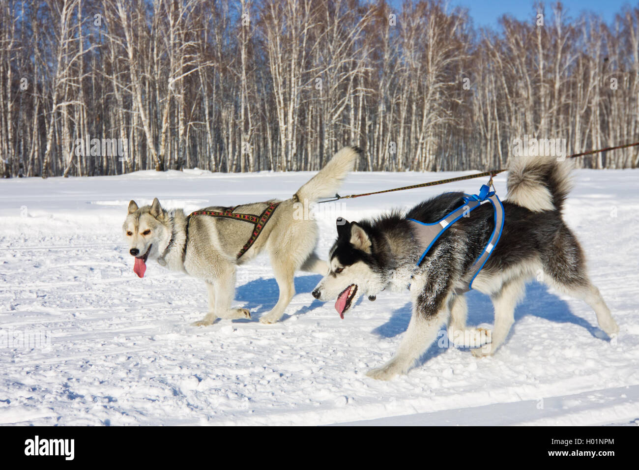 Husky dog in harness running through the snow Stock Photo - Alamy
